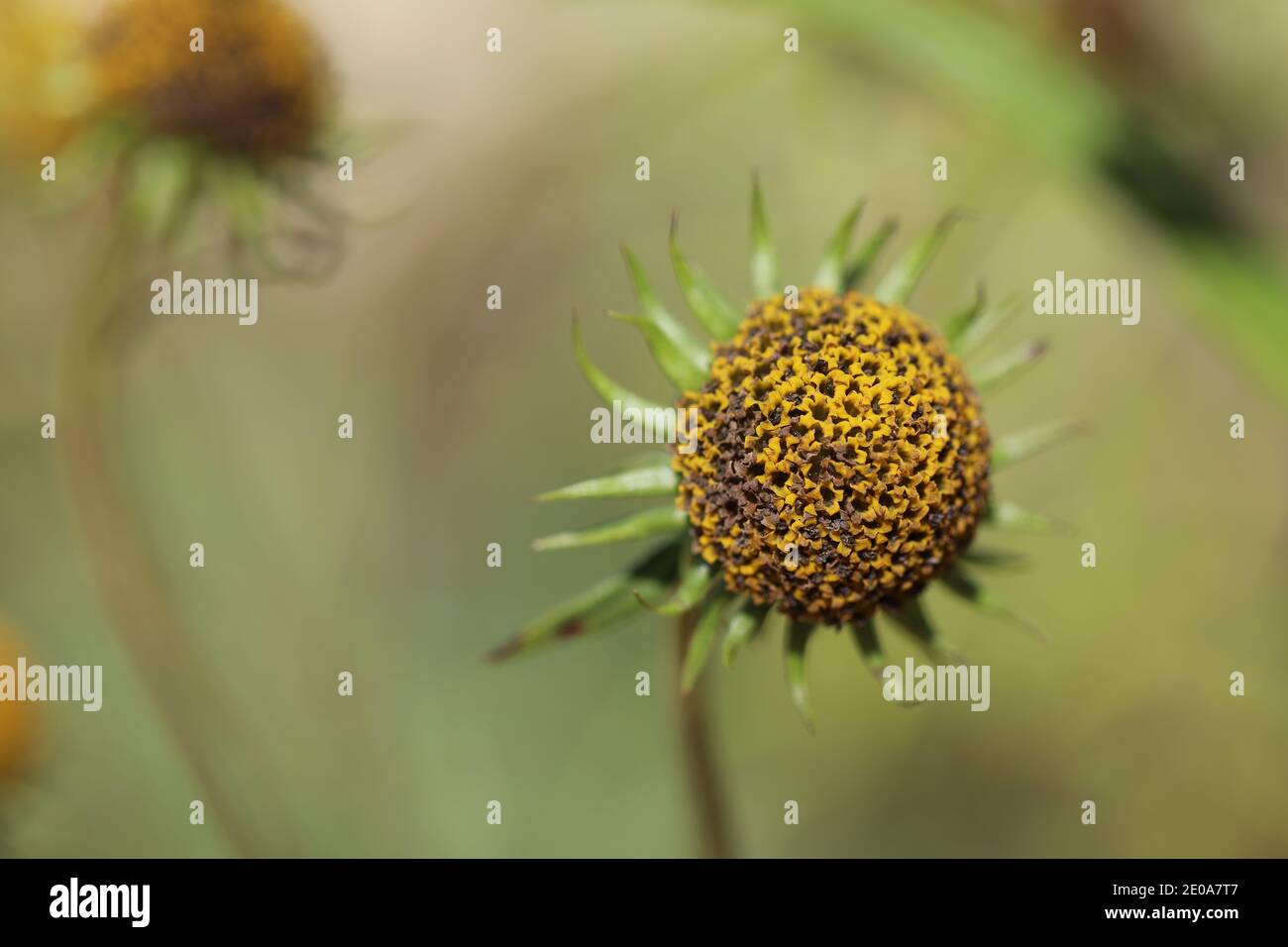 Dried flowers texture hi-res stock photography and images - Alamy