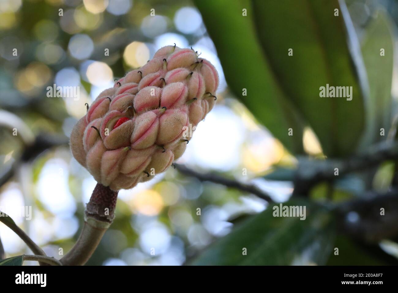 Follicetum hi-res stock photography and images - Alamy