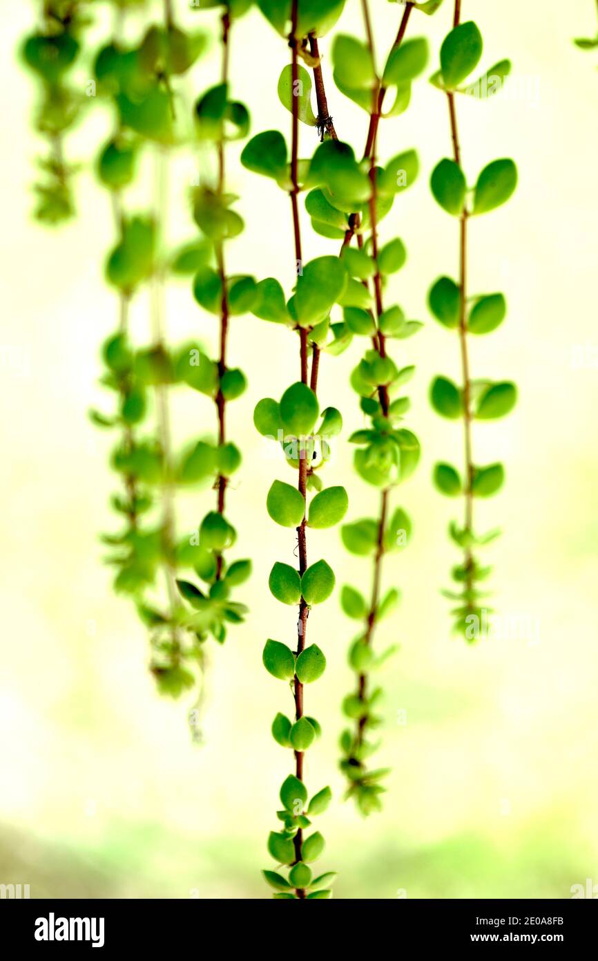 Hanging green vines hi-res stock photography and images - Alamy