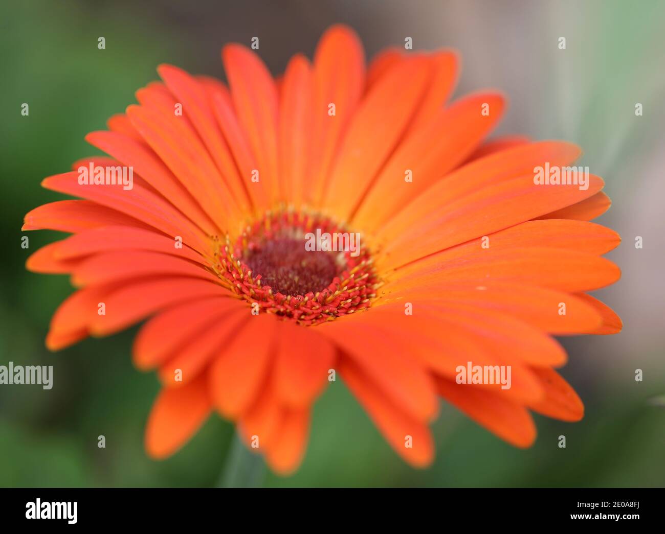 Deep orange flowers hi-res stock photography and images - Alamy