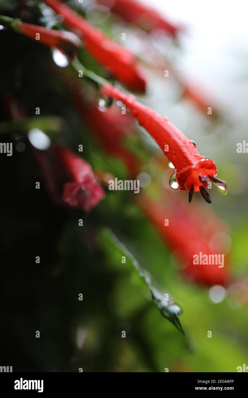 Raindrop flowers hi-res stock photography and images - Alamy