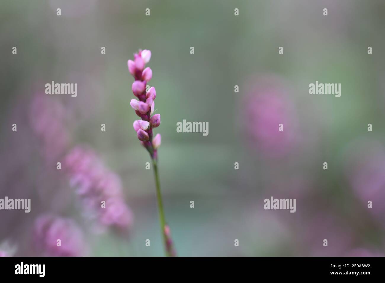 Serene calm flower hi-res stock photography and images - Alamy
