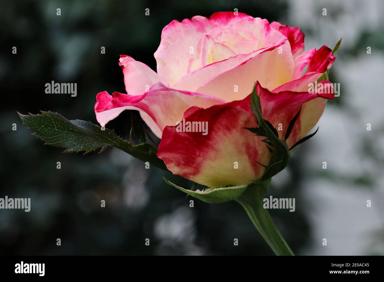 Red and White Rose Flower Stock Photo - Alamy