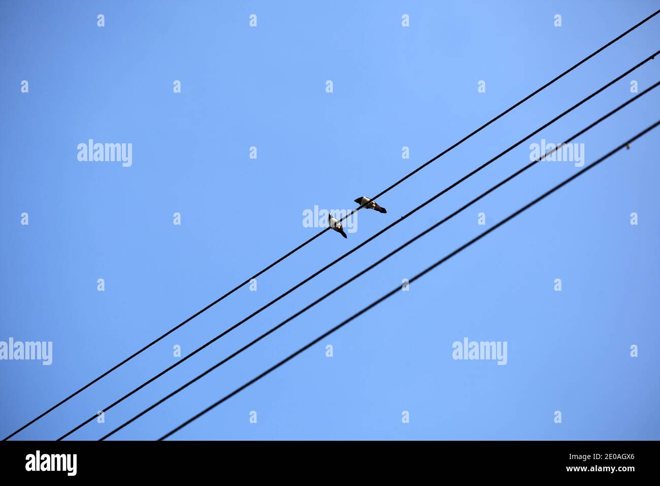Birds on electric cable in the city Stock Photo - Alamy