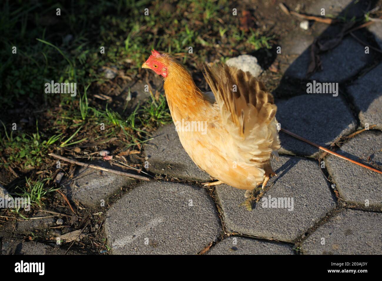 short-legged Bantam chicken - close up details of bantam rooster ...