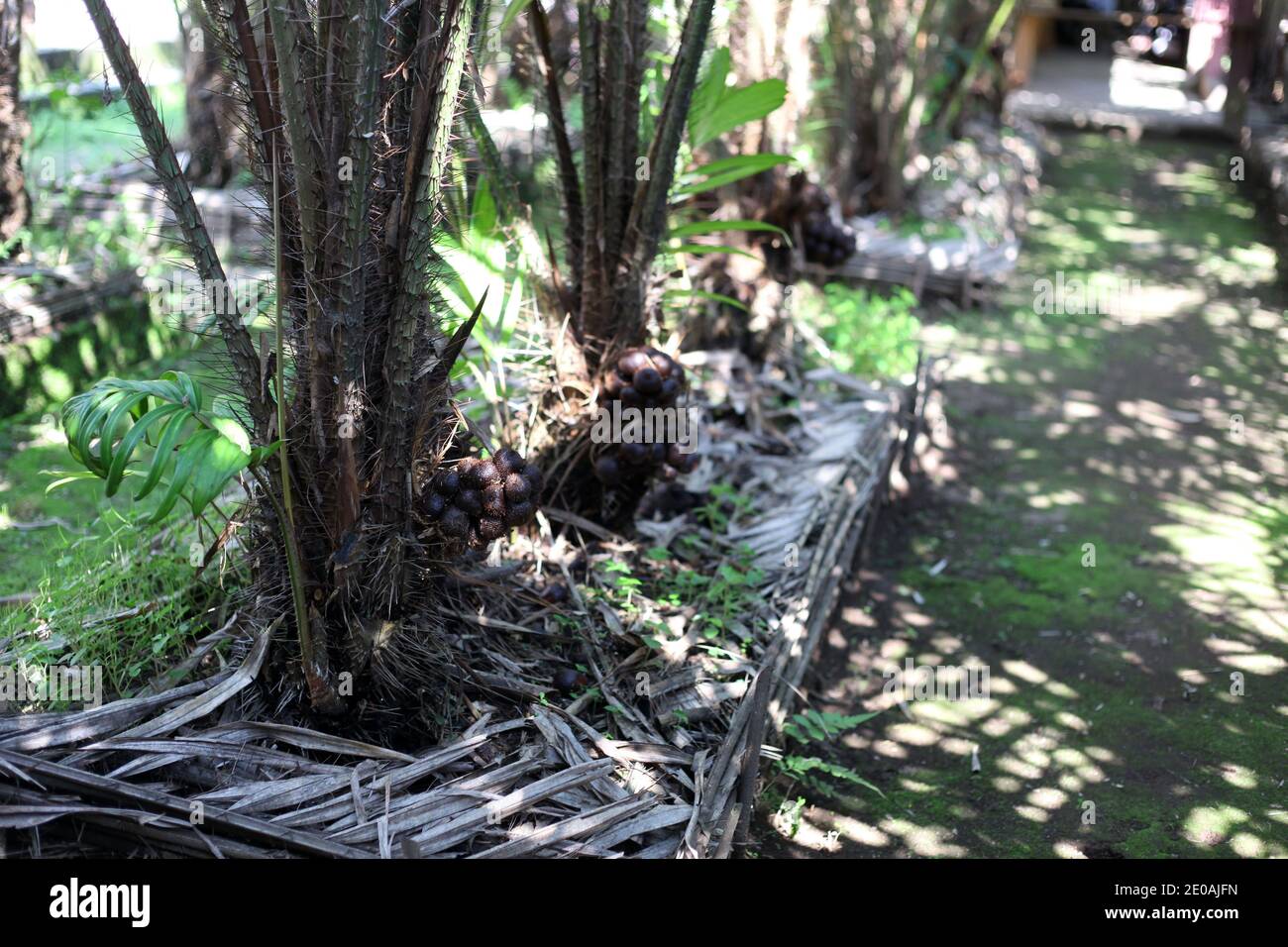 Salak plantation hi-res stock photography and images - Alamy