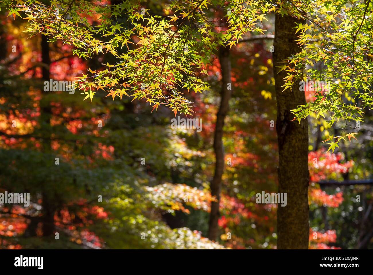 Colorful leaves toronto hi-res stock photography and images - Alamy