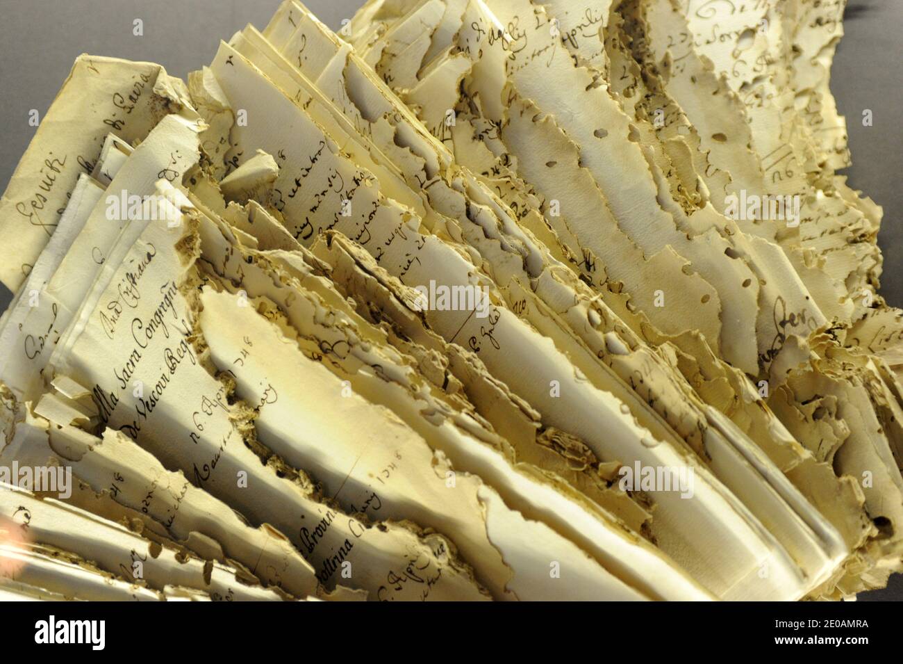 Preserved insects hi-res stock photography and images - Alamy