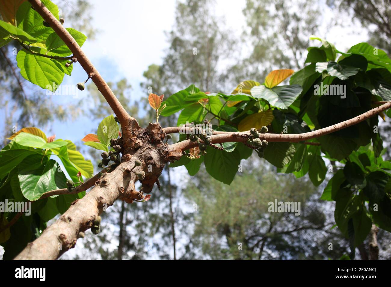 Loa fruit (Ficus racemosa). In Indonesia some call it a Ara tree Stock ...