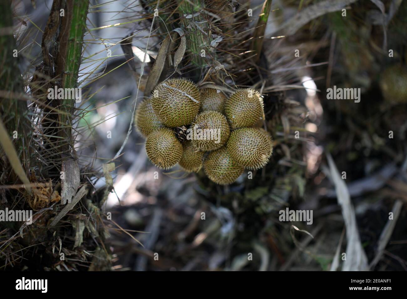 Salak fruit on tree hi-res stock photography and images - Alamy