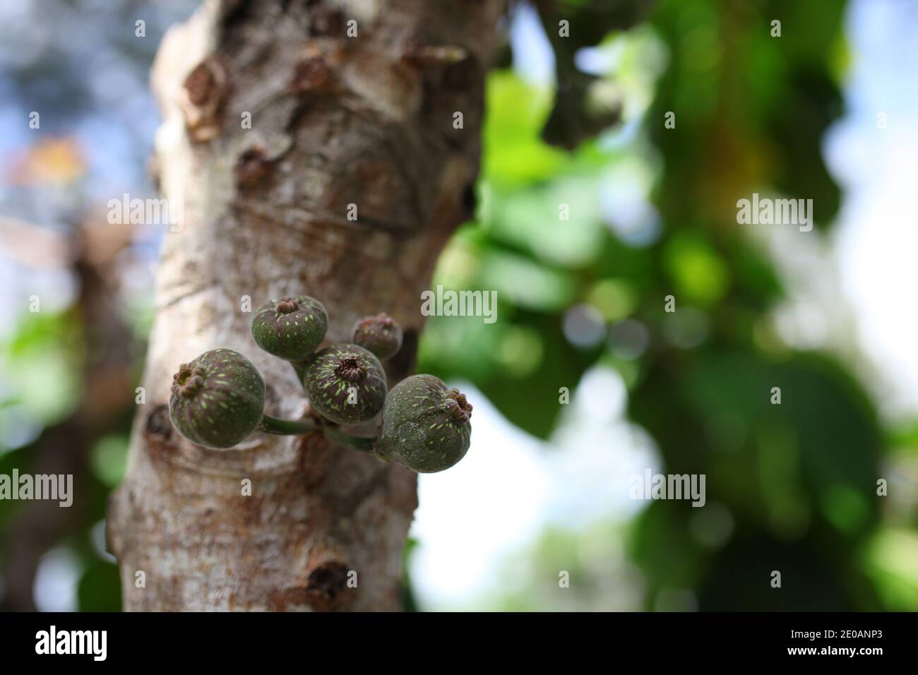 Loa fruit (Ficus racemosa). In Indonesia some call it a Ara tree Stock ...