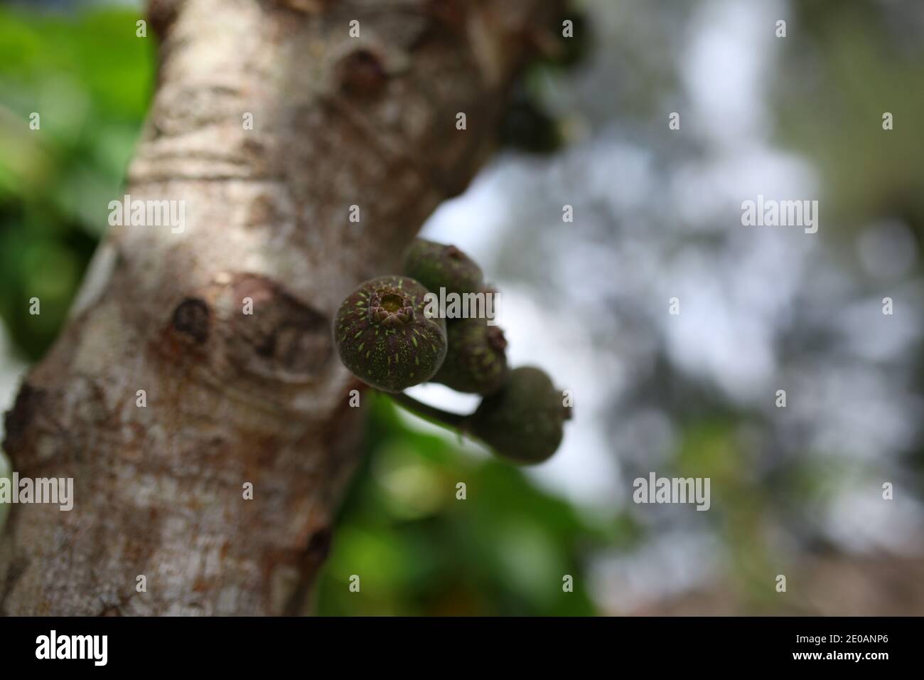 Loa fruit (Ficus racemosa). In Indonesia some call it a Ara tree Stock ...
