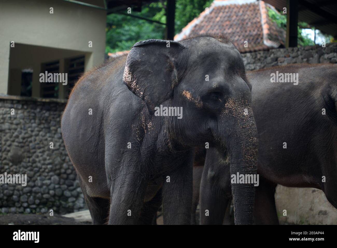 Sumatran elephant at Yogyakarta Zoo Stock Photo - Alamy