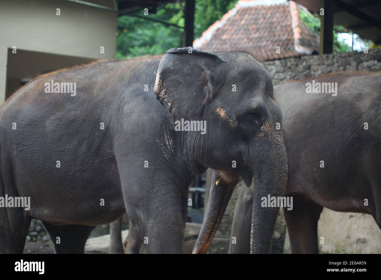 Asian elephant front profile hi-res stock photography and images - Alamy