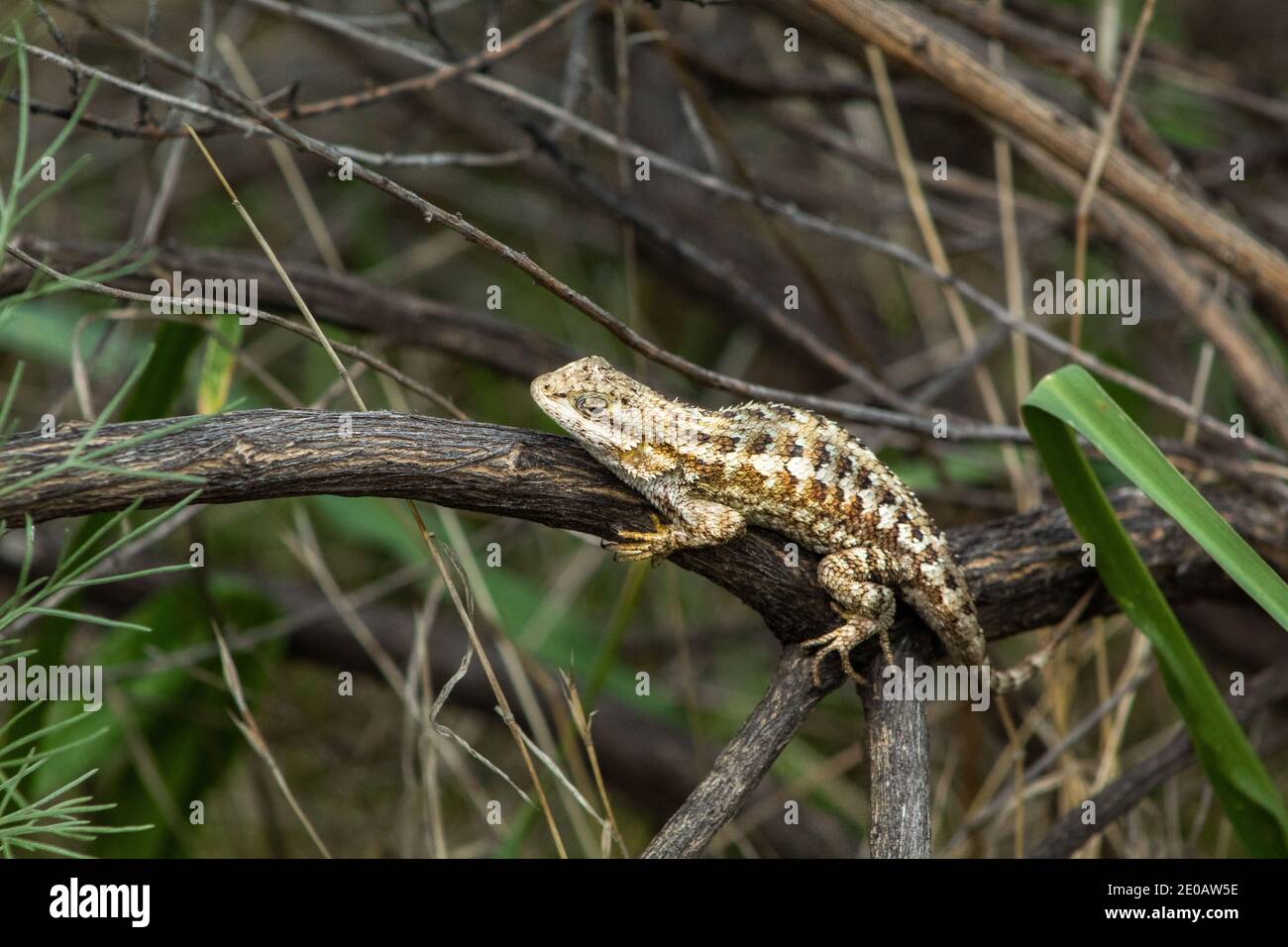 A Western Fence Lizard resting a park bush located in the San Francisco ...