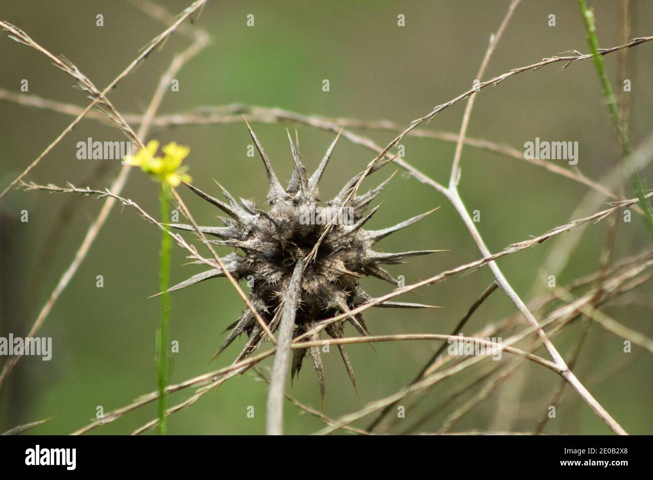 A spiky dried up Milk Thistle Bulb Stock Photo - Alamy