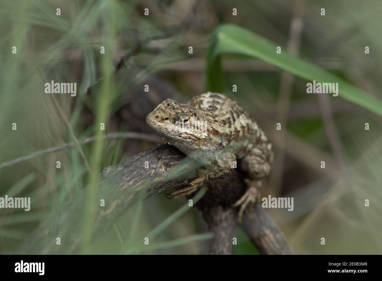 A Western Fence Lizard resting a park bush located in the San Francisco ...