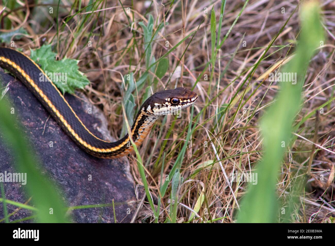 A California Garter Snake peeking its head out among the grass trail ...
