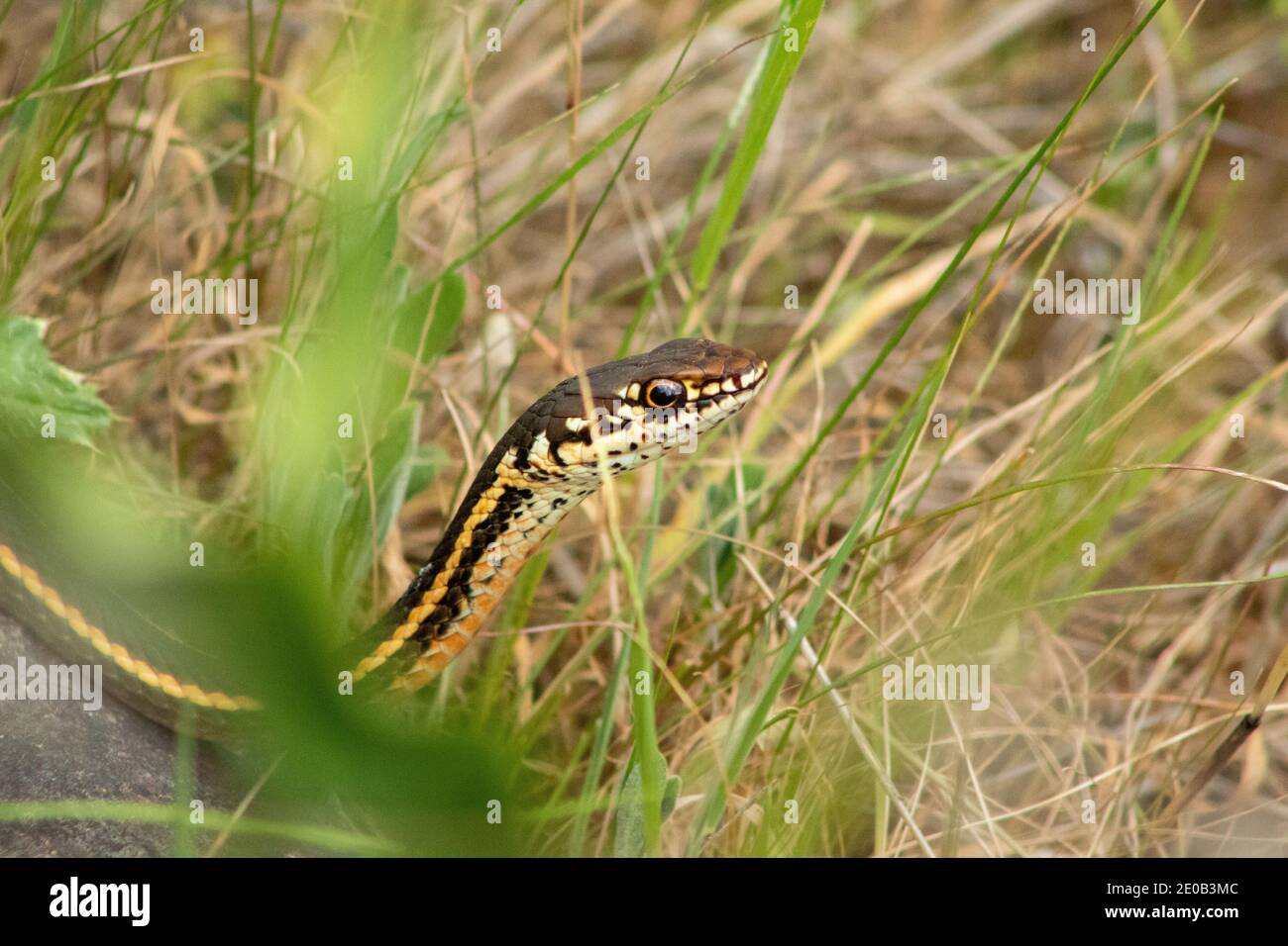 A California Garter Snake peeking its head out among the grass trail ...