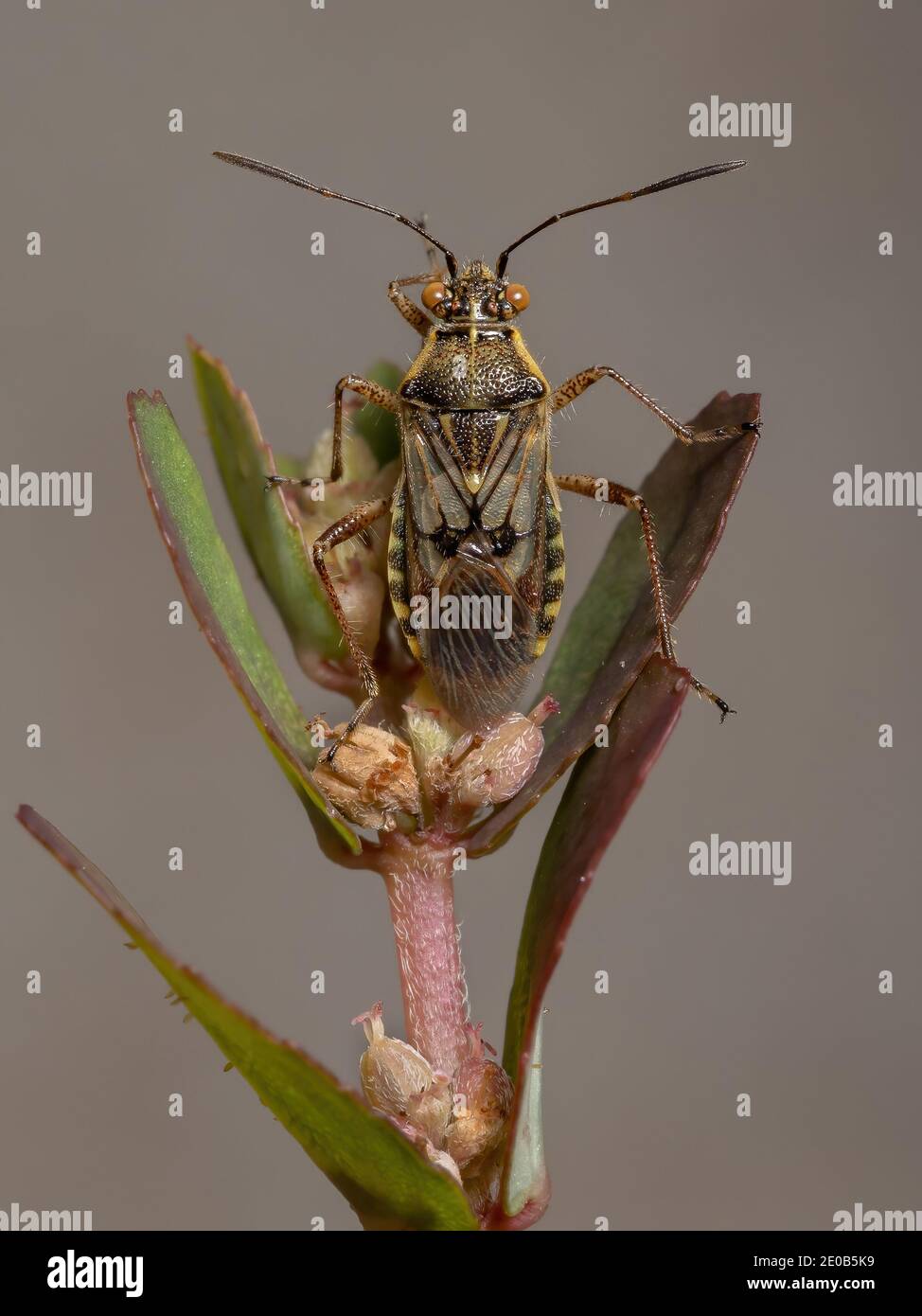 Adult Scentless Plant Bug of the Family Rhopalidae Stock Photo - Alamy