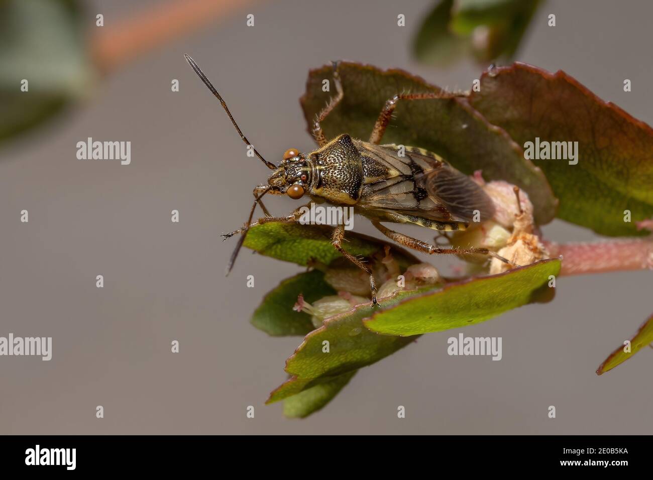 Adult Scentless Plant Bug of the Family Rhopalidae Stock Photo - Alamy