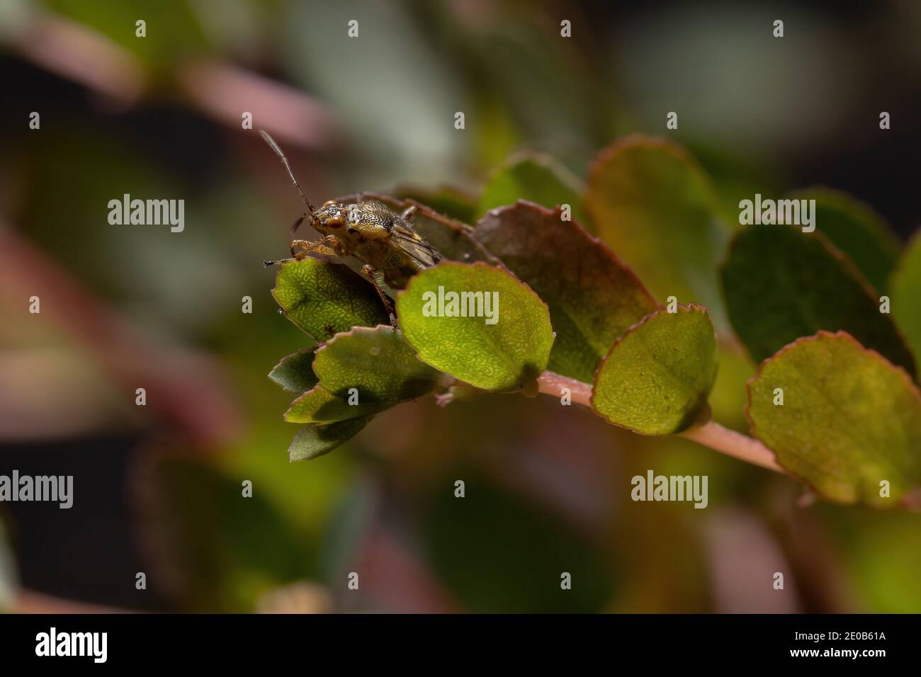 Adult Scentless Plant Bug of the Family Rhopalidae Stock Photo - Alamy