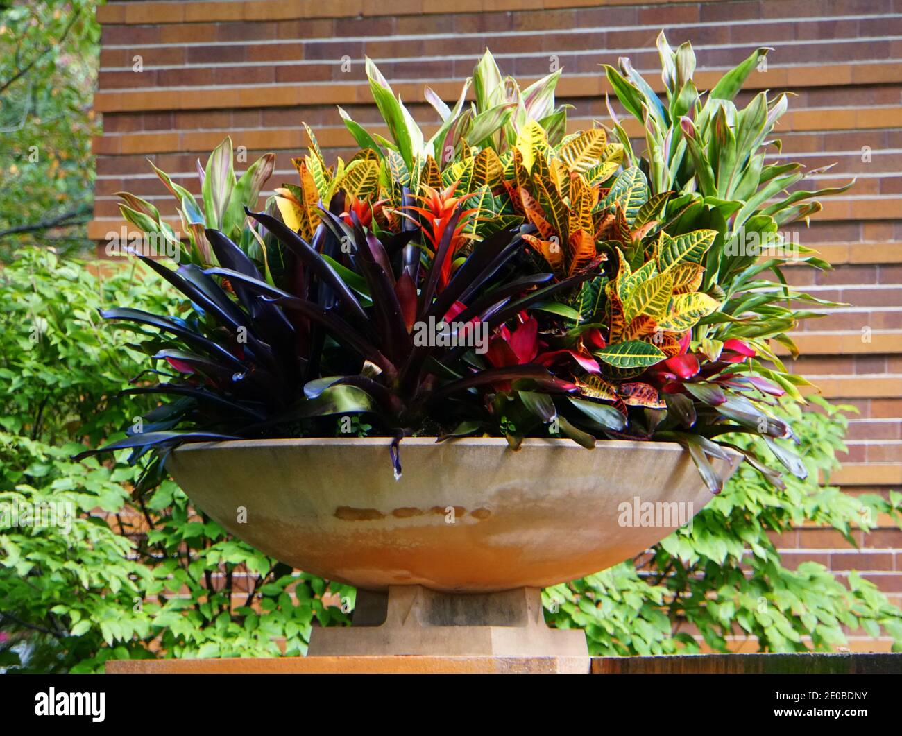 Colorful leaves of Croton plant inside a big flowering pot Stock Photo ...