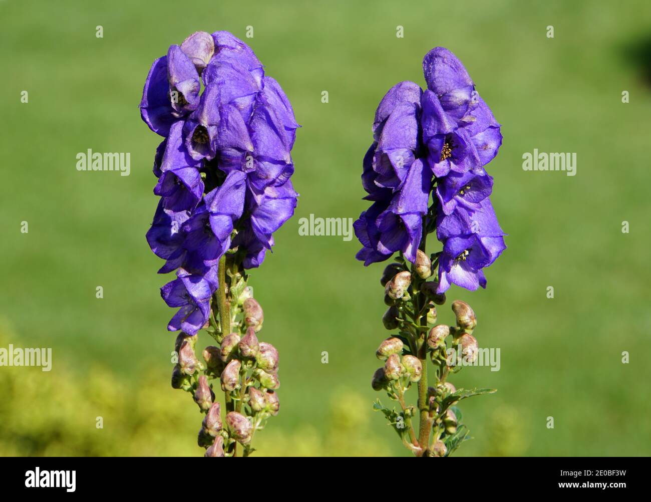 Larkspur flowers hi-res stock photography and images - Alamy