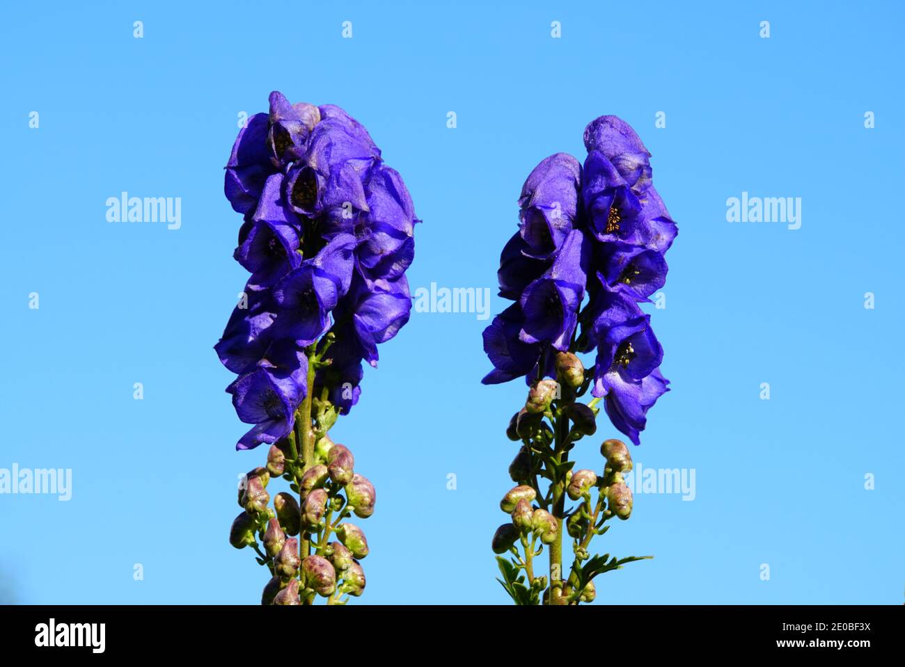 Larkspur flowers hi-res stock photography and images - Alamy
