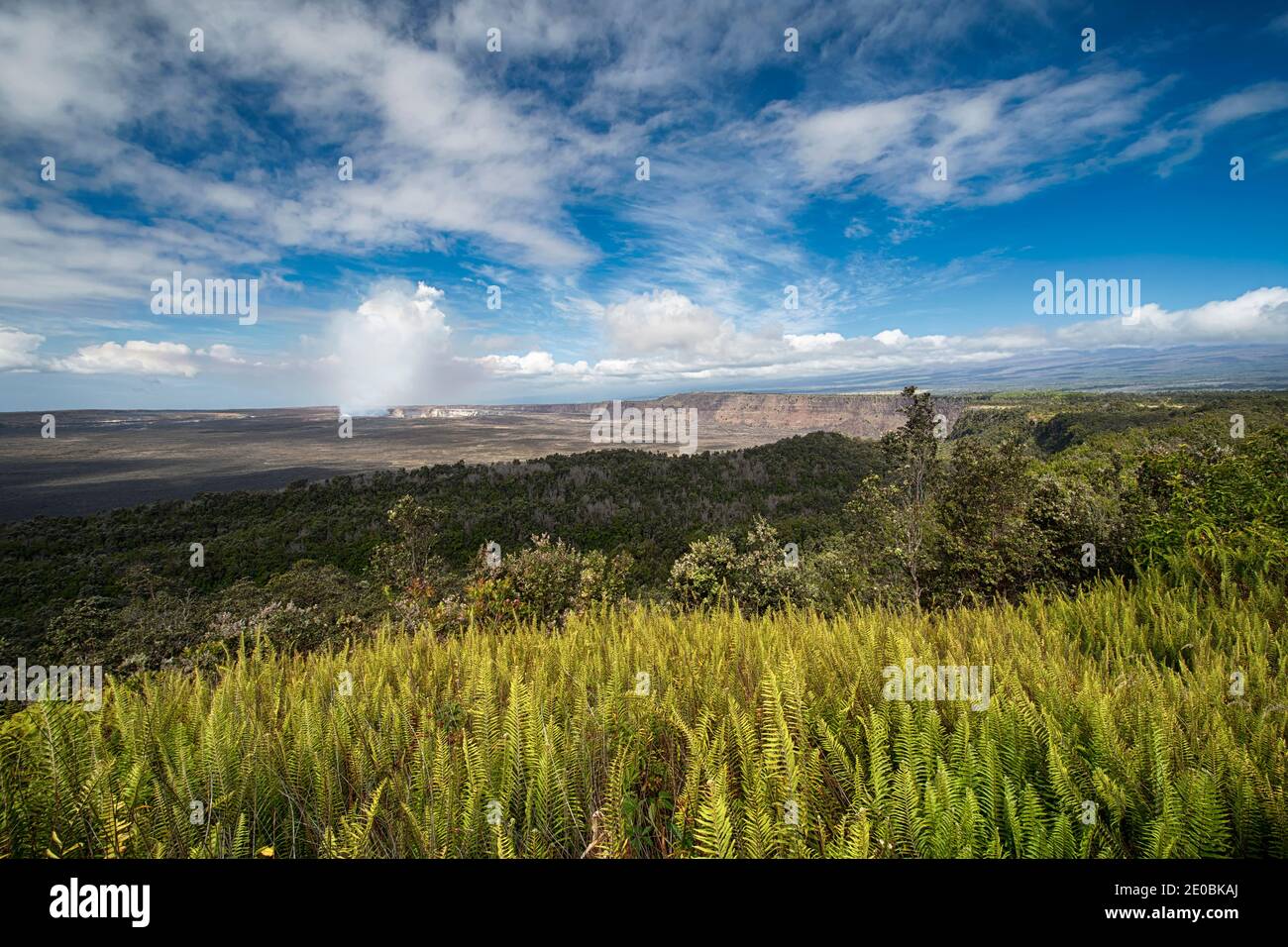Fern forest hawaii hi-res stock photography and images - Alamy