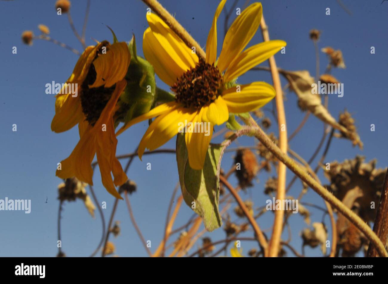 Sunflowers drying hi-res stock photography and images - Alamy