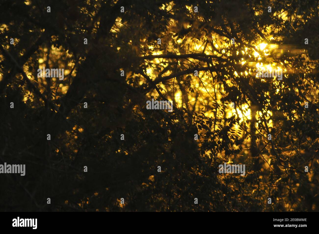 Light shining through trees hi-res stock photography and images - Alamy