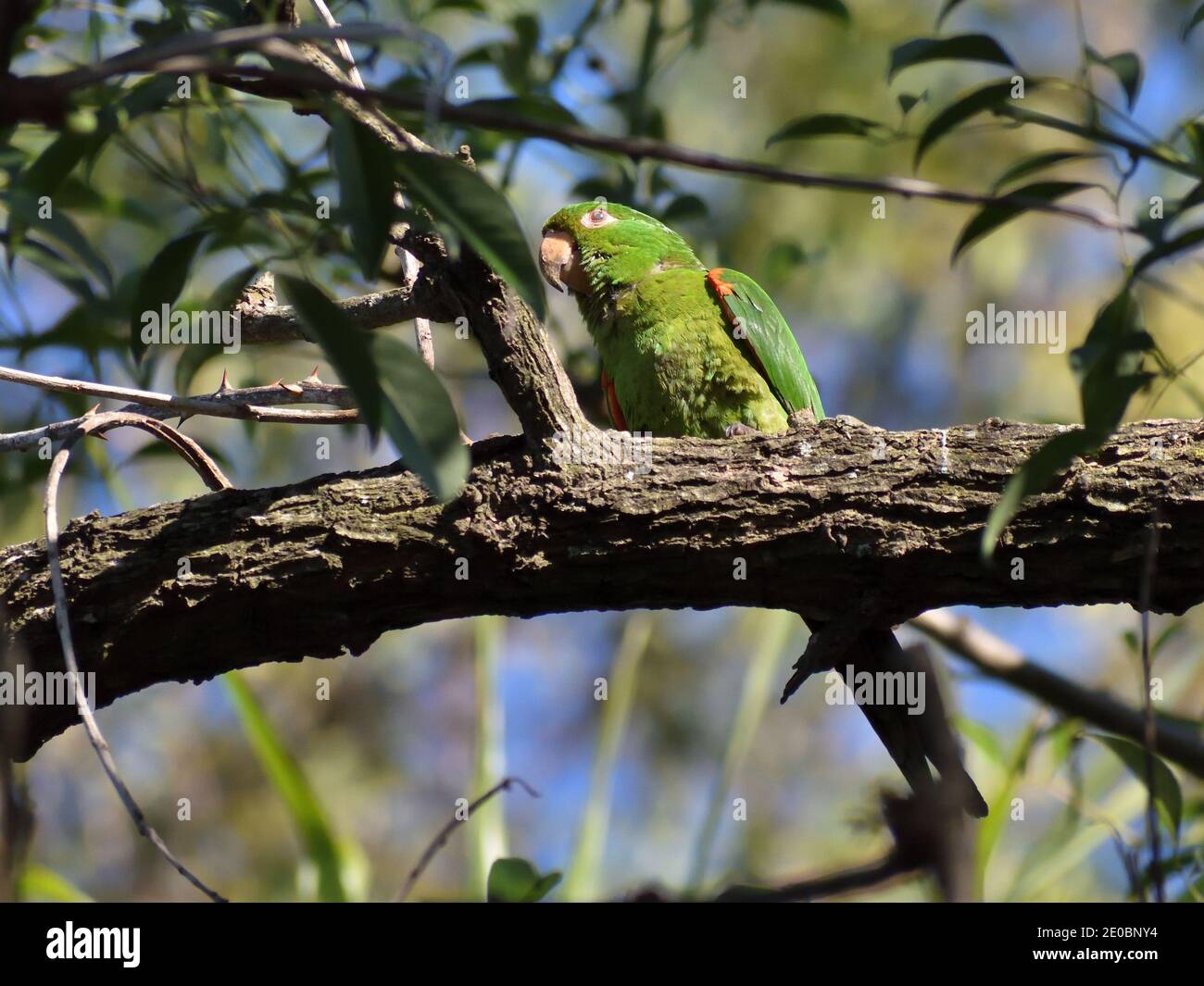 Leucophthalmus hi-res stock photography and images - Alamy
