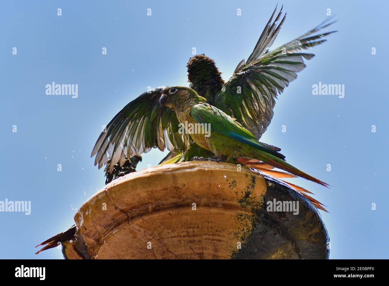 Brown eared hi-res stock photography and images - Alamy