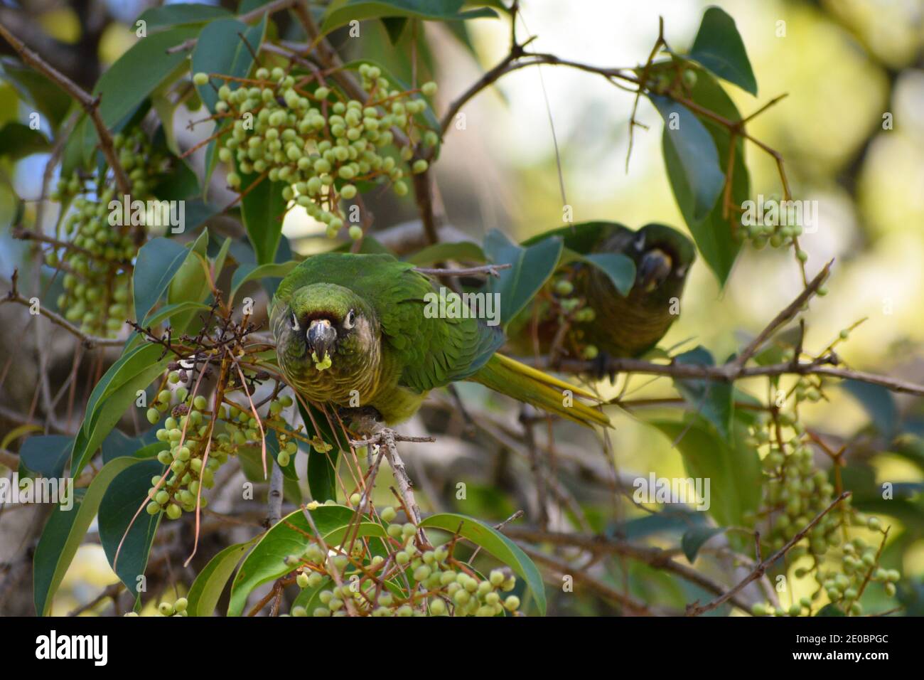 maroon-bellied parakeet (Pyrrhura frontalis), also reddish-bellied ...