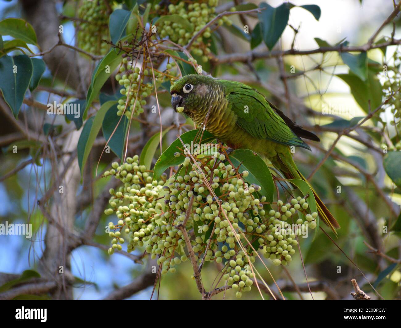 maroon-bellied parakeet (Pyrrhura frontalis), also reddish-bellied ...