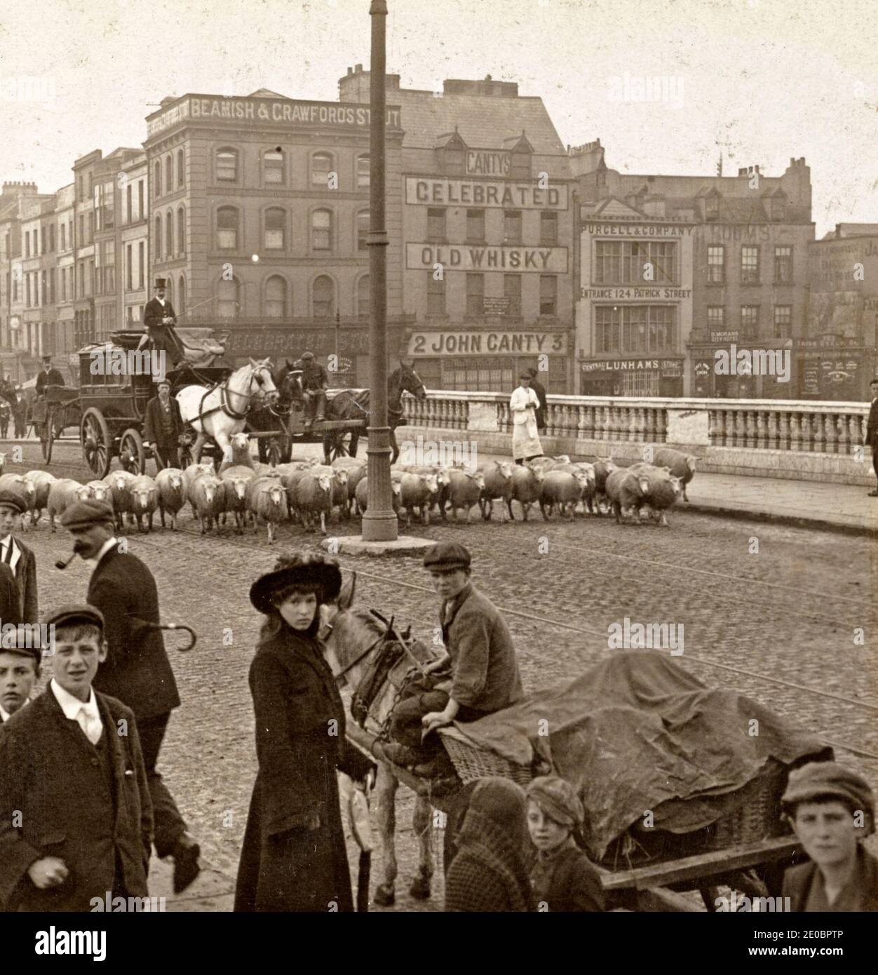 Driving sheep to market over St. Patrick's Street bridge, Cork, Ireland ...