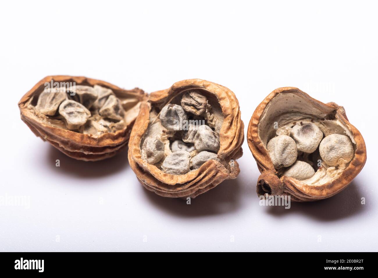 Amomum villosum lour hi-res stock photography and images - Alamy
