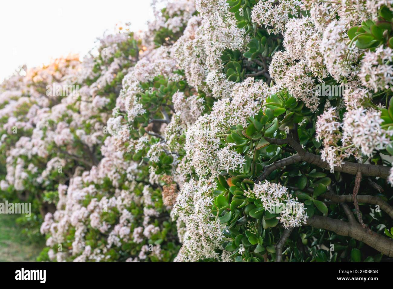 Jade plant in bloom. Close up of beautiful star-shaped white and pink ...