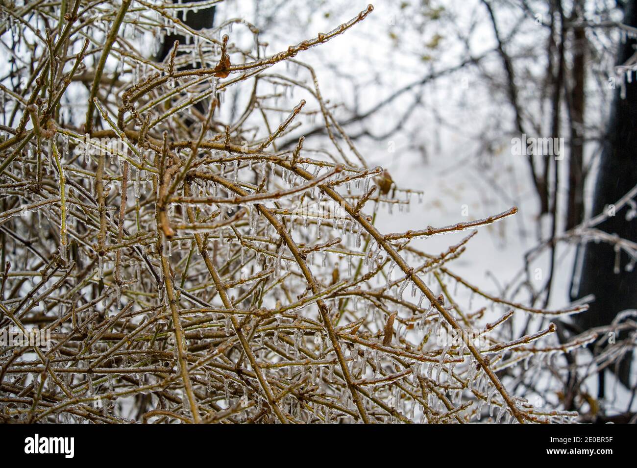 Ice covered tree branches after a freezing rain in Ontario, Canada ...