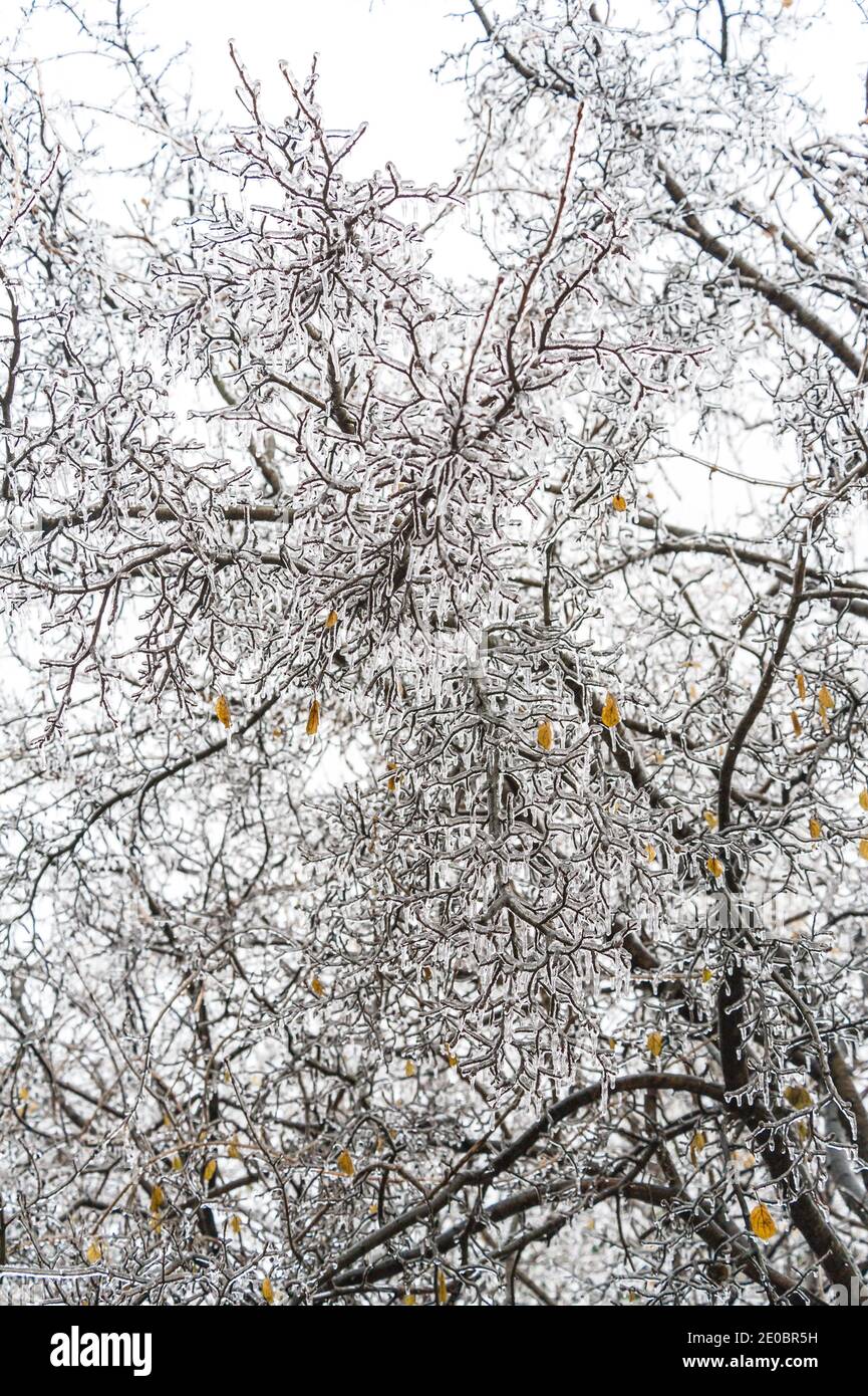 Ice covered tree branches after a freezing rain in Ontario, Canada ...