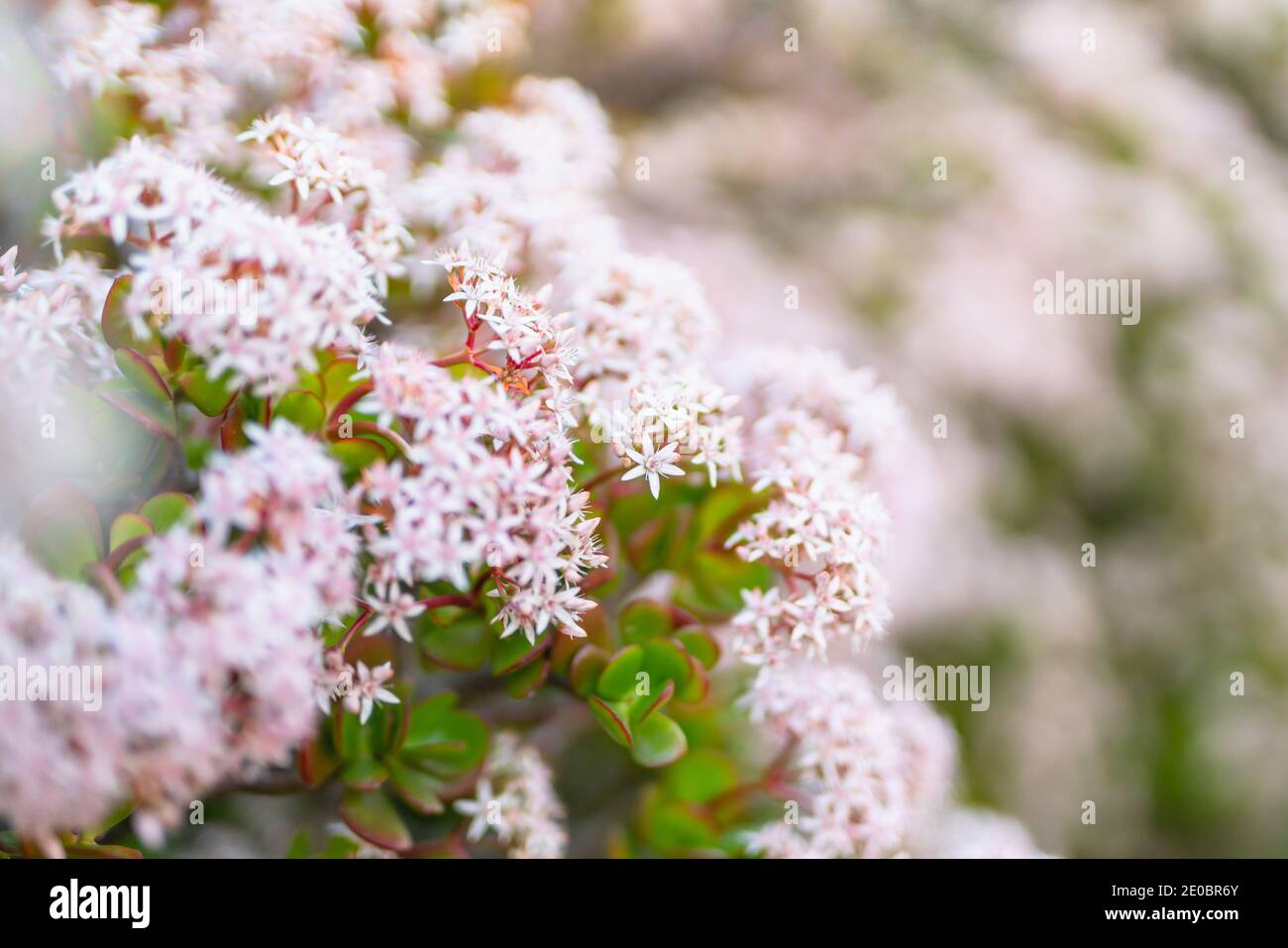 Jade plants hi-res stock photography and images - Alamy