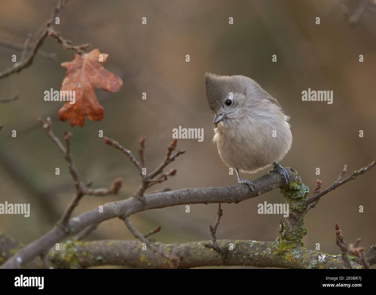 Oak Titmouse High Resolution Stock Photography and Images - Alamy