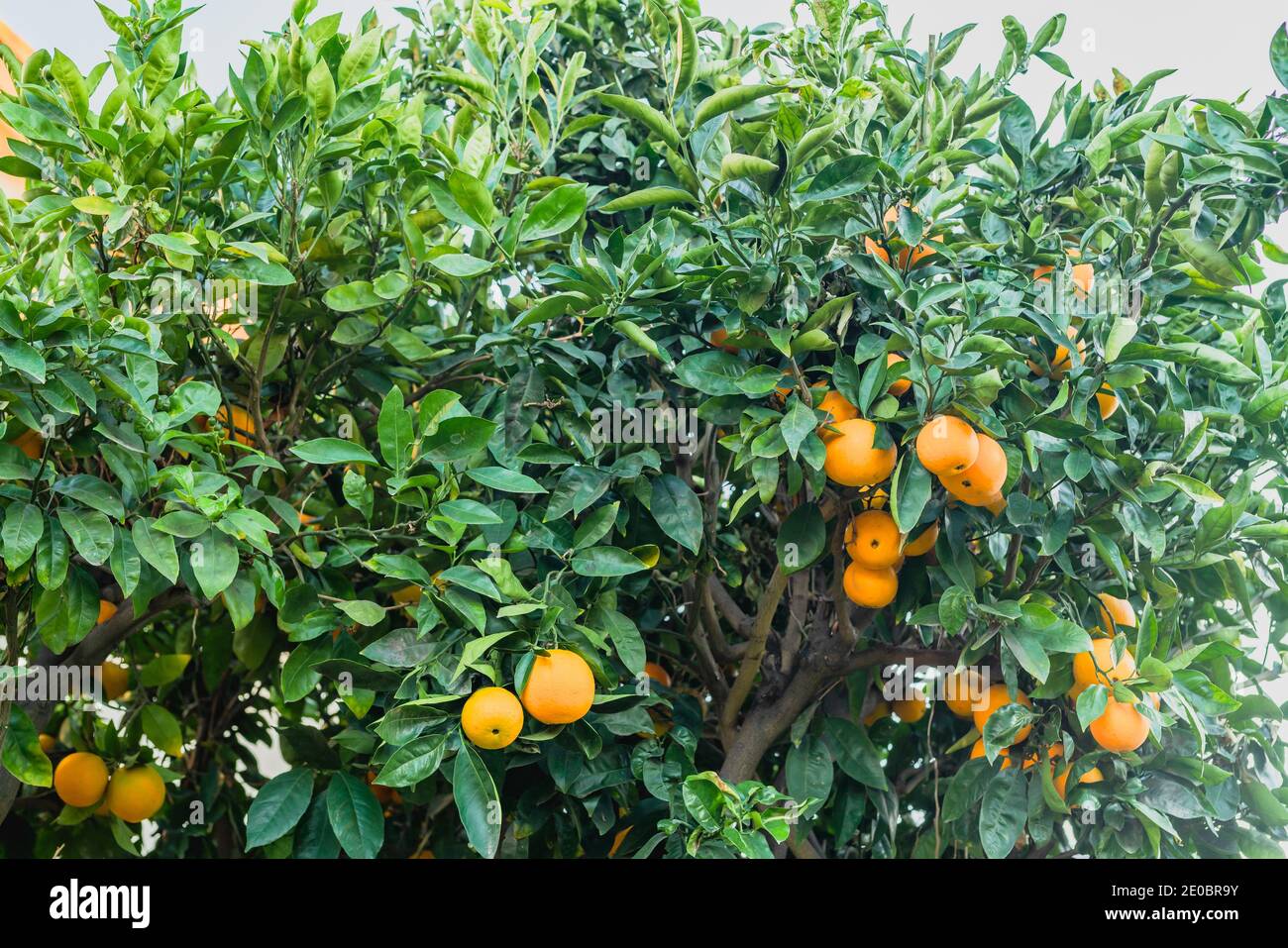 Orange tree bearing full grown fruits close up in the garden, harvest ...