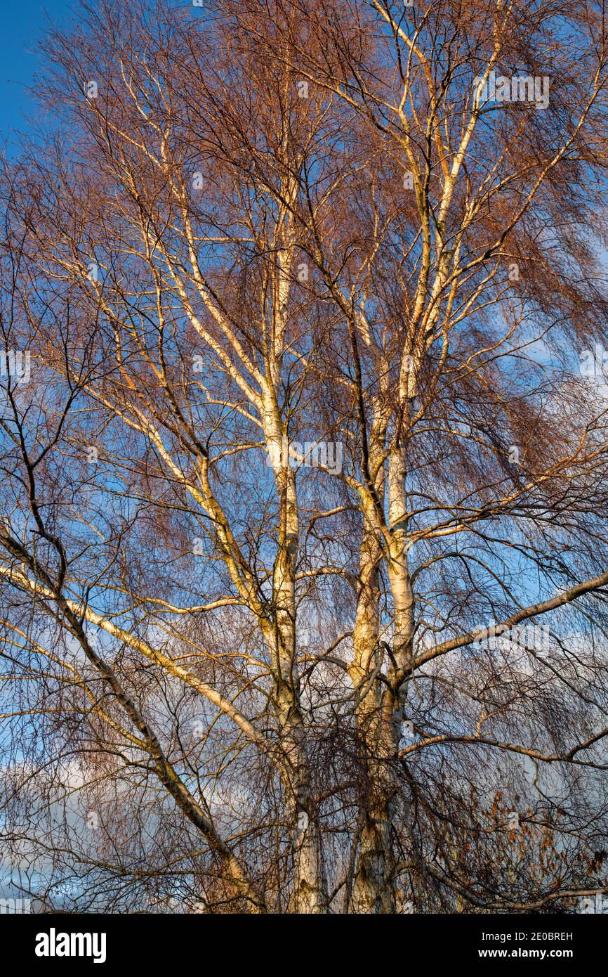 Silver birch tree in winter hi-res stock photography and images - Alamy
