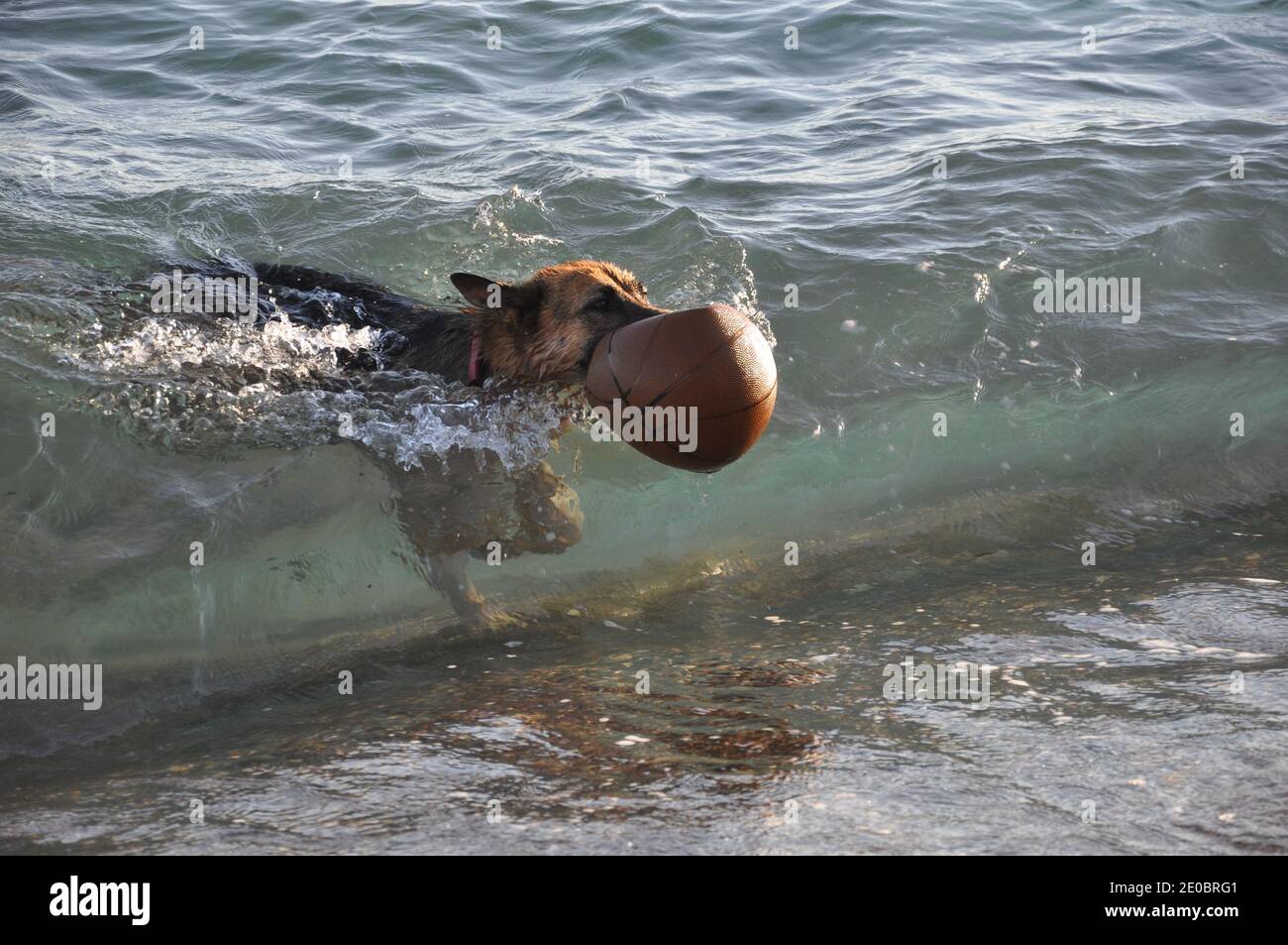 Dog in the sea Stock Photo - Alamy