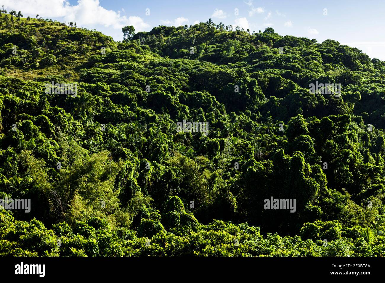 Rain forest, near Ked Ra Ngchemiangel, Kamyangel Terraces, Aimeliik ...