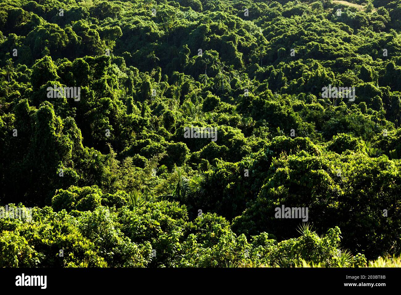 Tropical climate rain forest hi-res stock photography and images - Alamy
