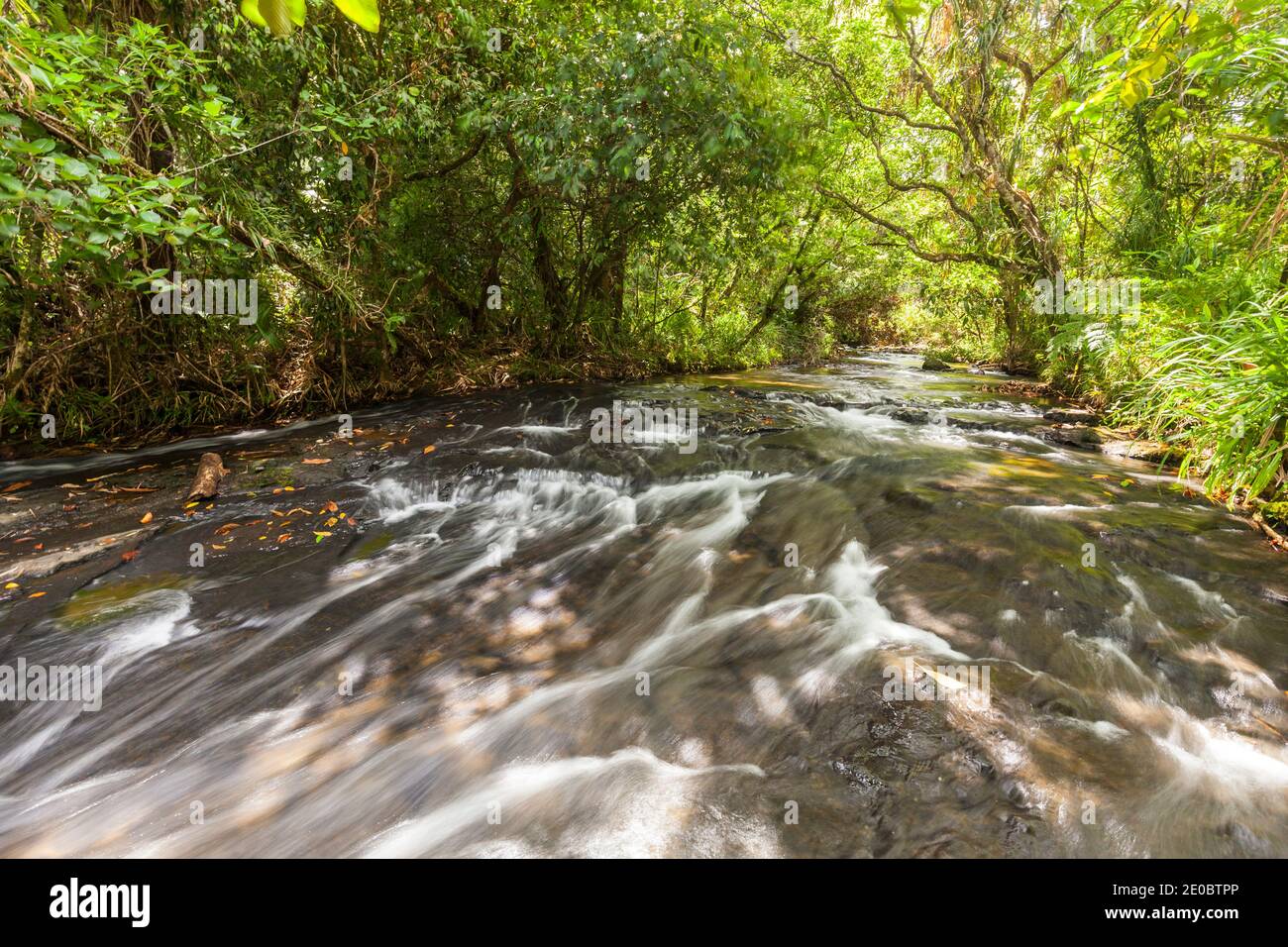 Mountain stream near Ngardmau Waterfall, in deep jngule of rain forest ...