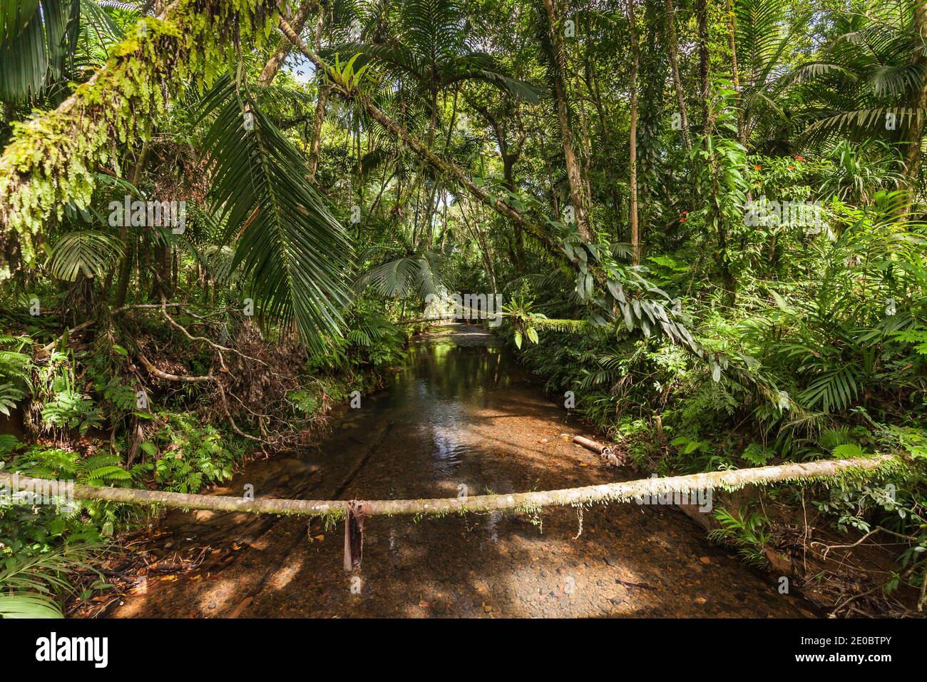 Mountain stream near Ngardmau Waterfall, in deep jngule of rain forest ...